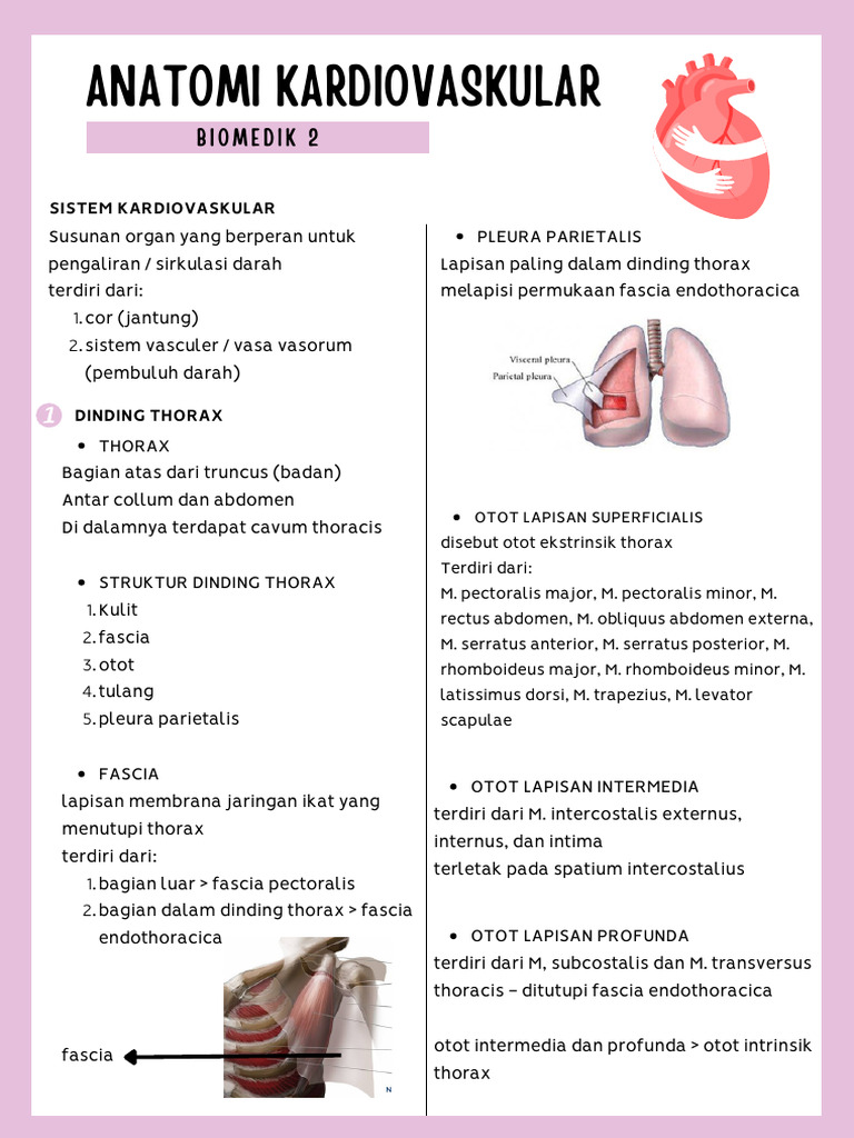 Catatan Anatomi Kardiovaskular | PDF