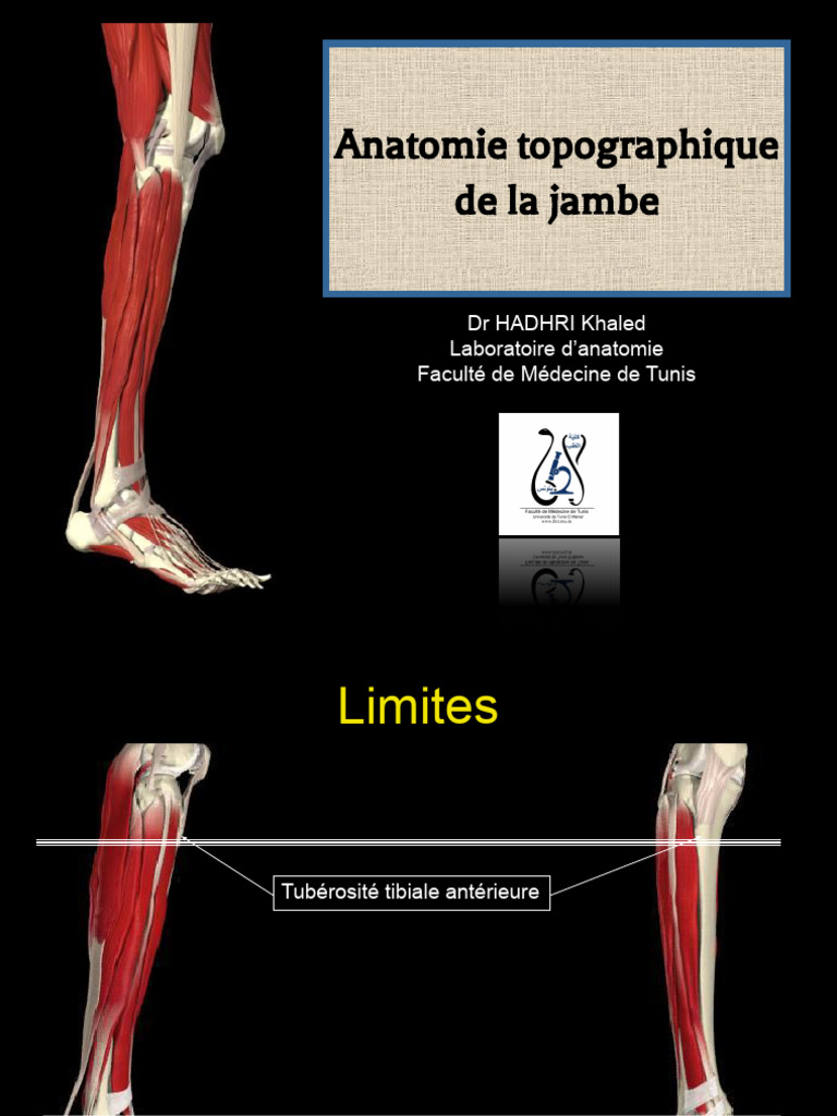 Jambe | PDF