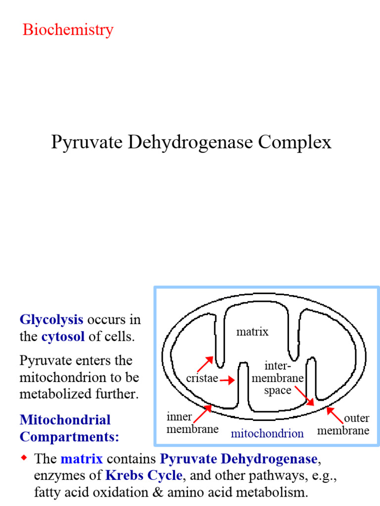 Pyruvate Dehydrogenase Complex Overview | PDF