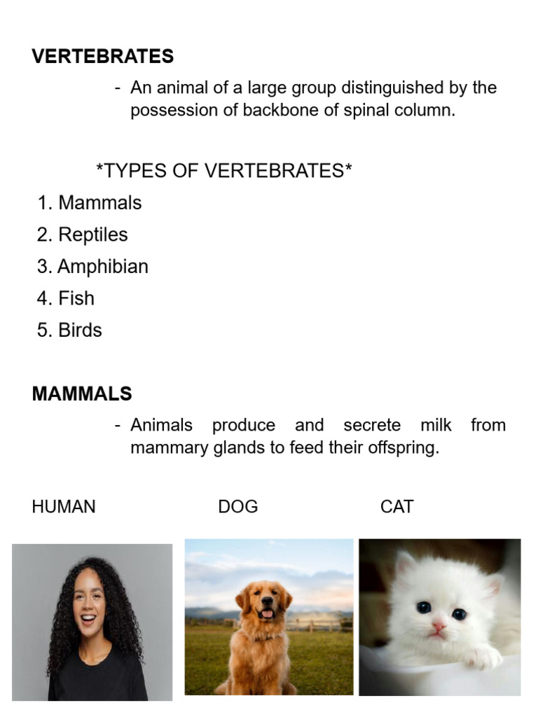 VERTEBRATE | PDF | Science & Mathematics