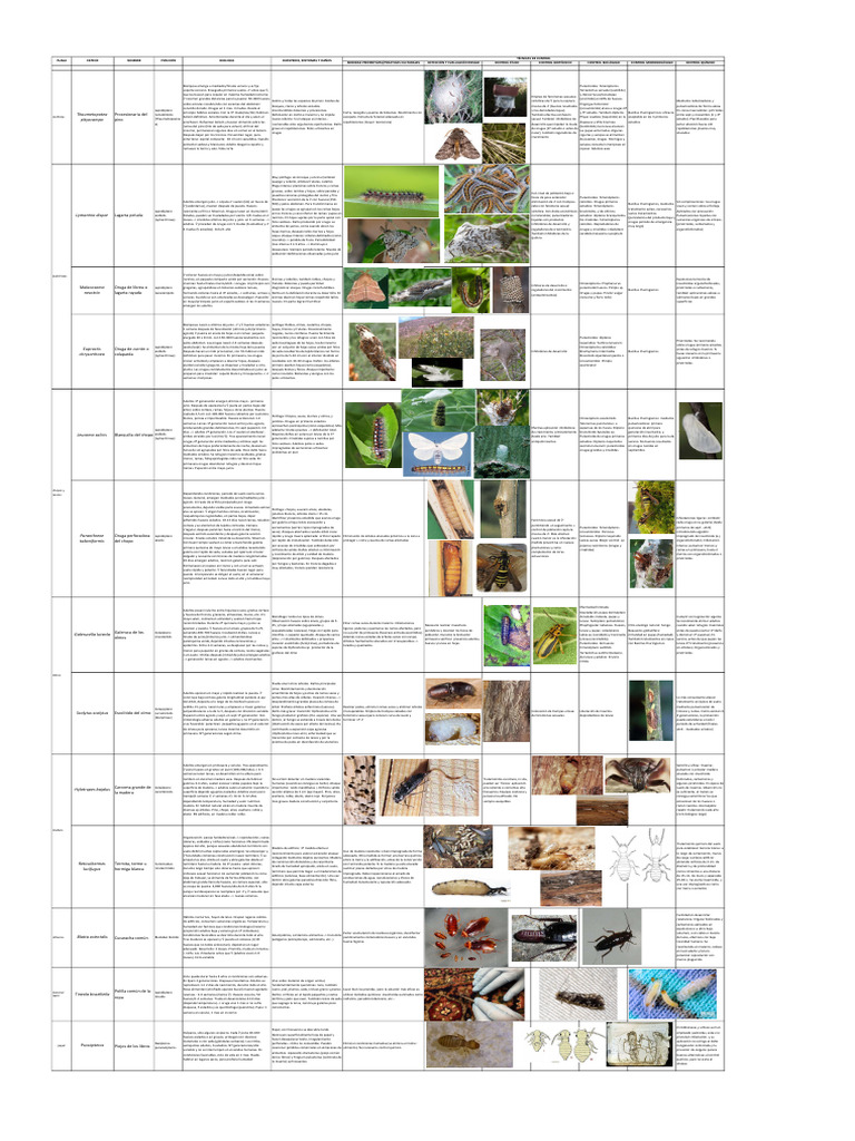 Resumen Esquema Tema 10 | PDF