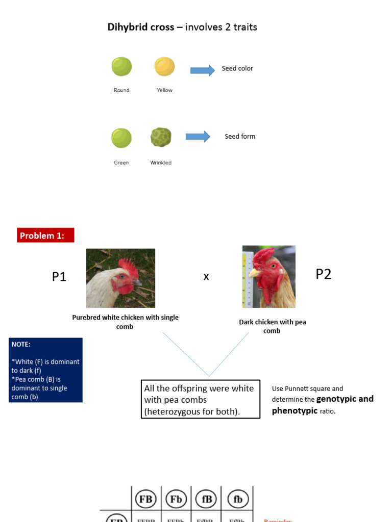 Dihybrid Cross and Chi-Squared Analysis | PDF | Genetics | Statistics