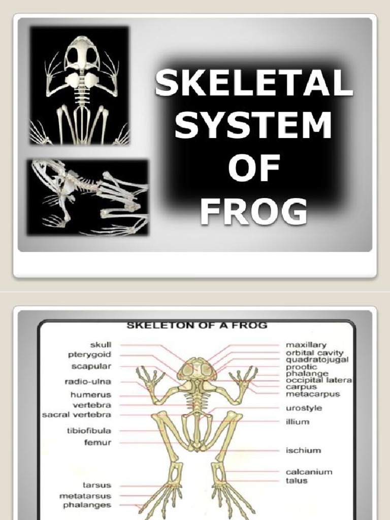 Laboratory Exercise No. 7 Skeletal System of A Frog | PDF