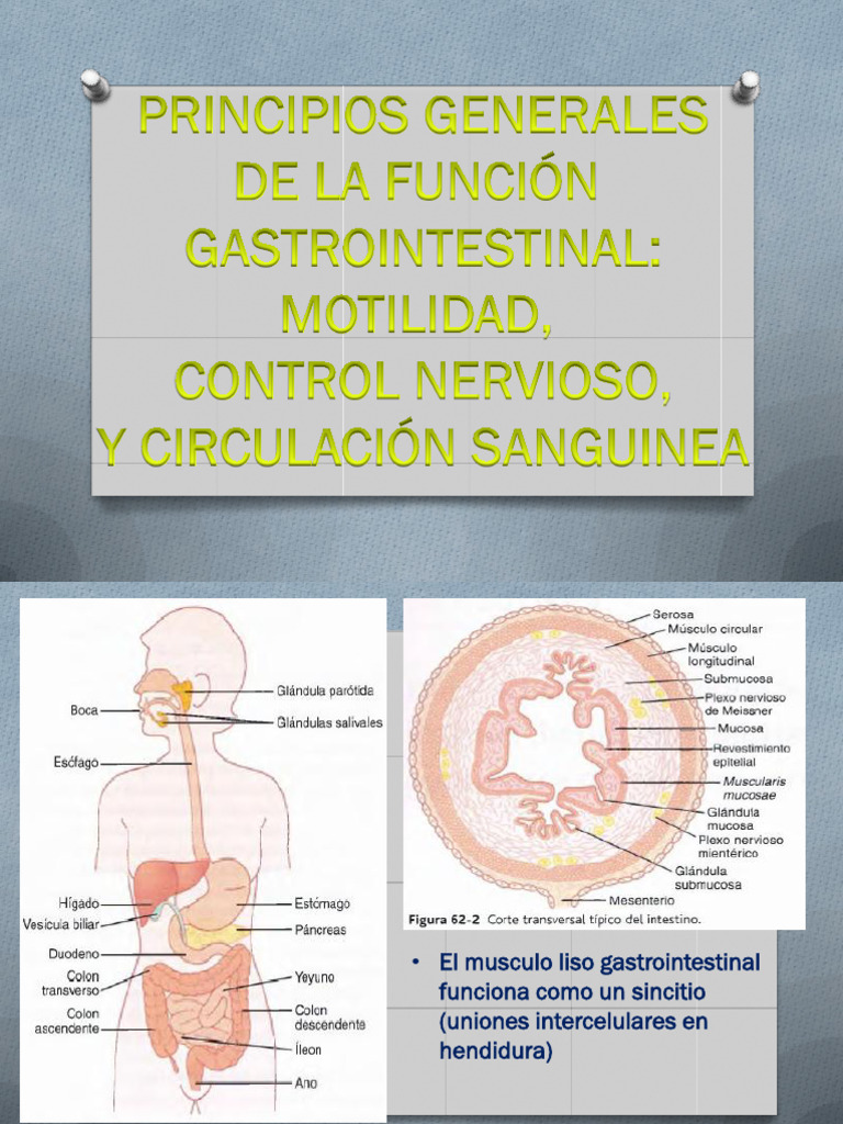 Fisiología del Músculo Liso Intestinal | PDF | Ciencia y matemáticas