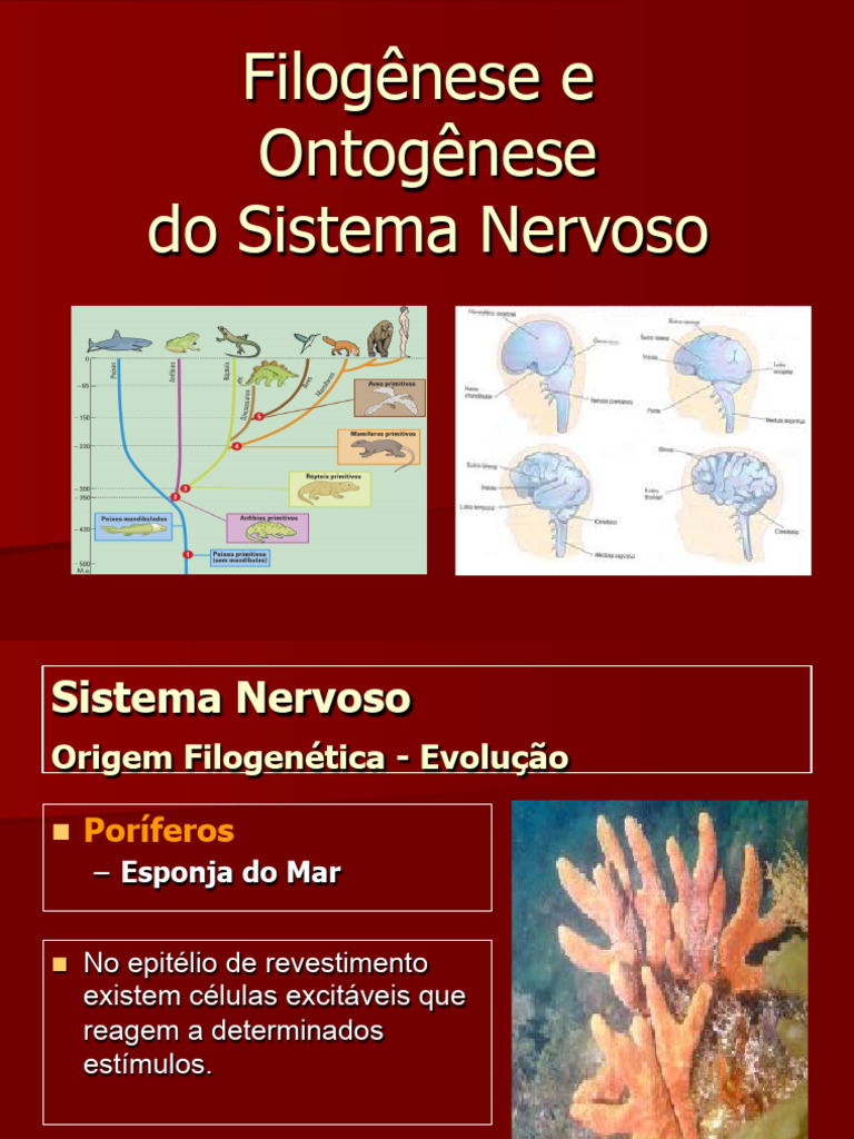 Aula 01 - Filogênese e Ontogênese Do SN | PDF | Cérebro | Sistema nervoso