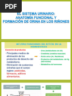 Reflejo de Micción y su Fisiología | PDF | Micción | Vejiga urinaria