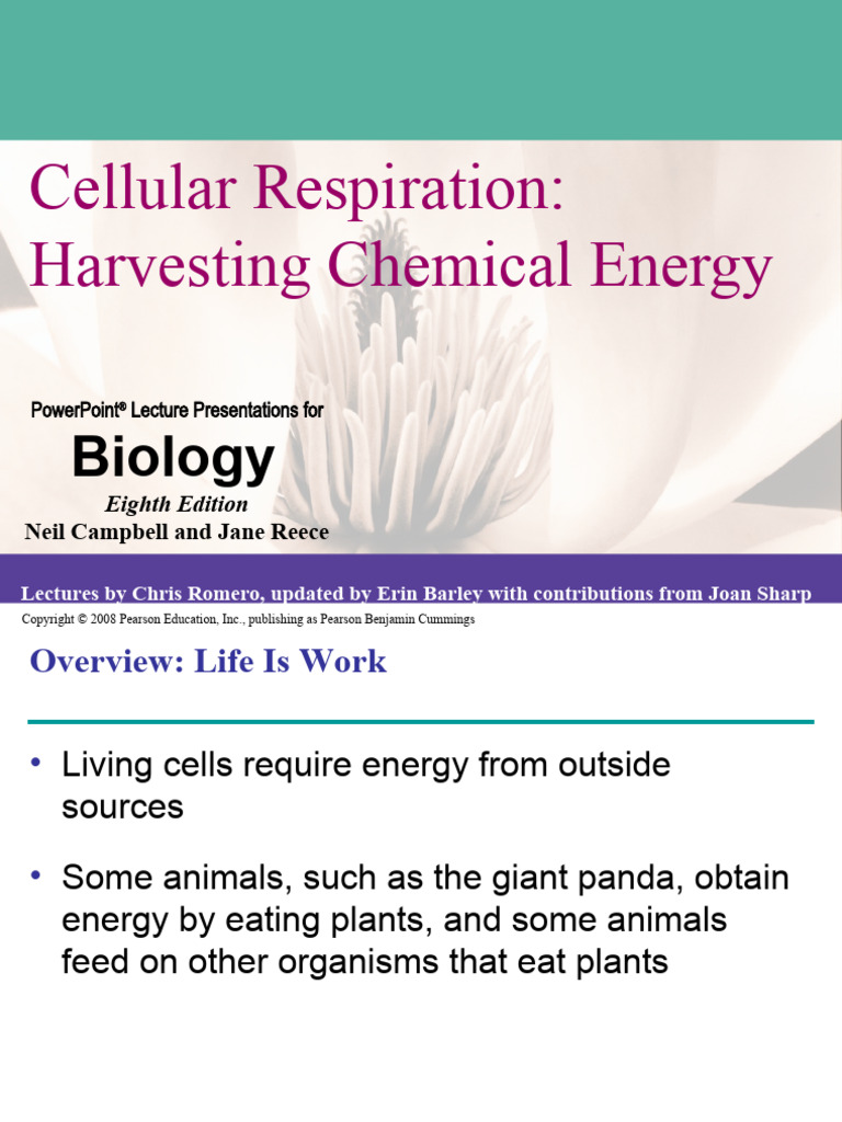 Module 9 Cellular Respiration | PDF | Cellular Respiration | Adenosine ...