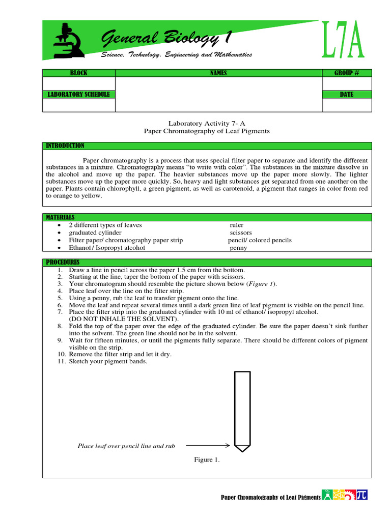 L7 A. Paper Chromatography of Leaf Pigments | PDF | Chromatography | Leaf