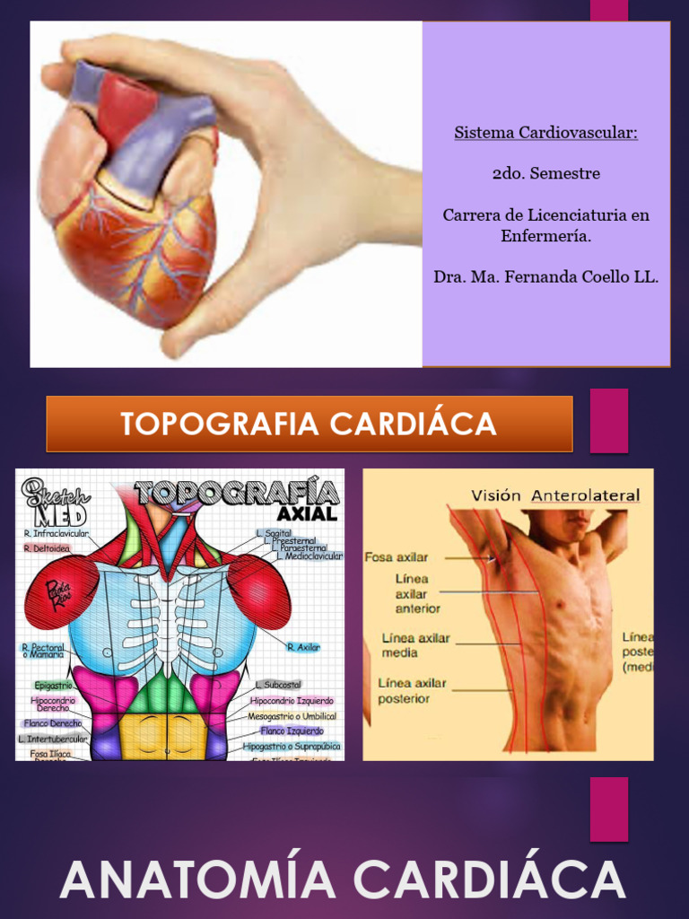 Anatomia Cardiaca Morfo | PDF