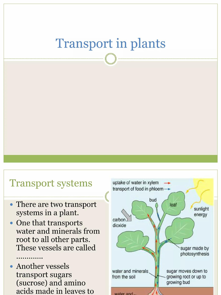Transport in Plants | PDF
