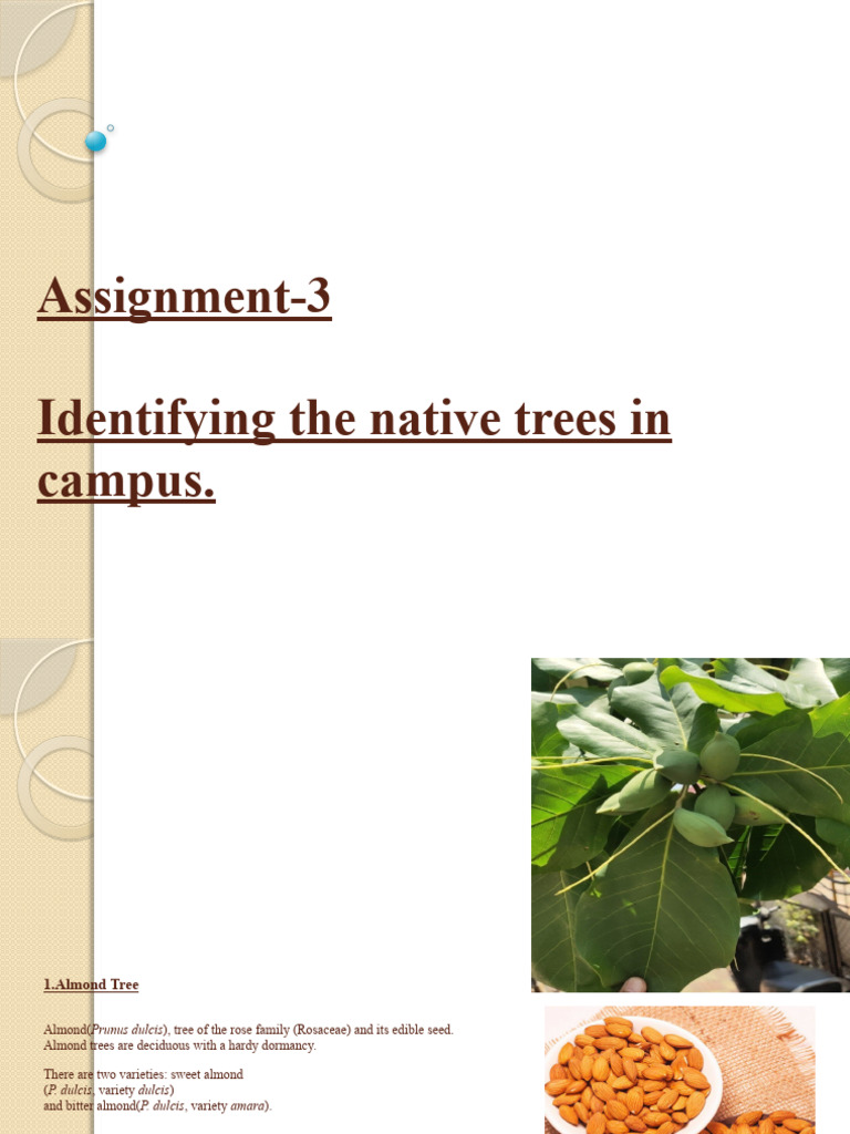 Divyanshi Rathore ICH Assignments (1) Final | PDF | Almond | Loom