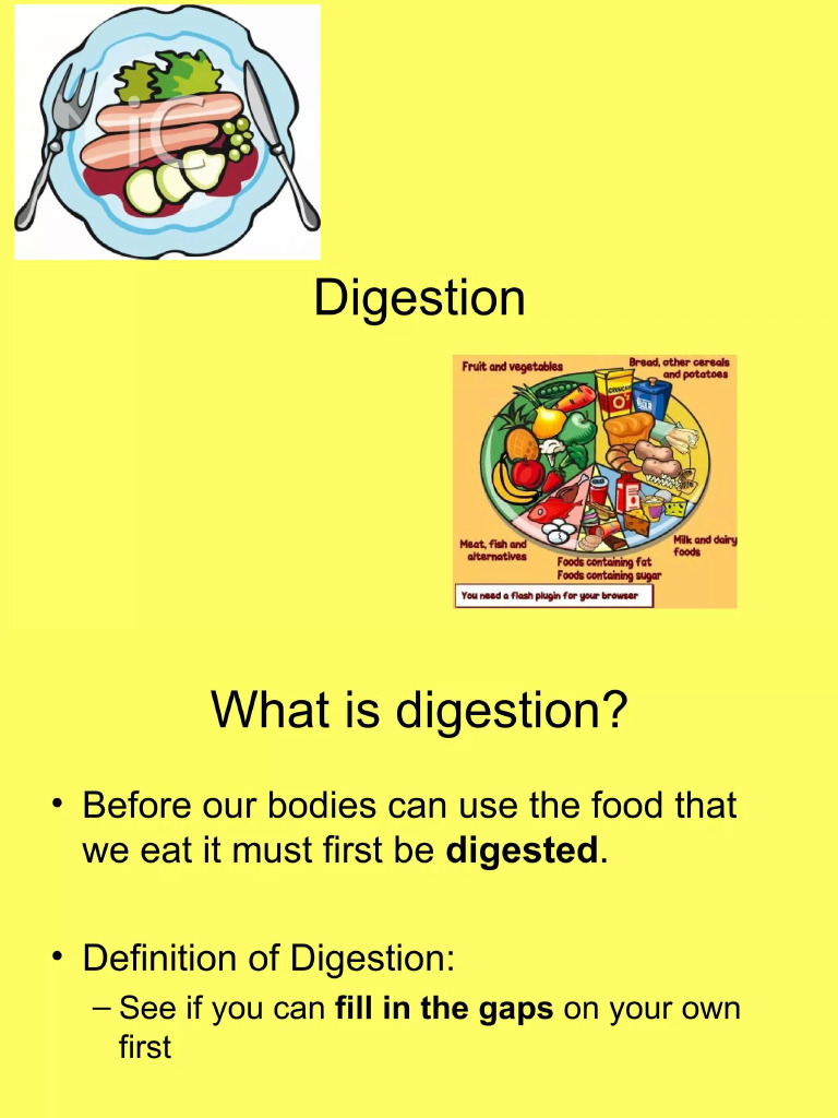 Digestion | PDF