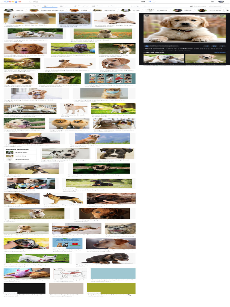 dog - Google Search | PDF | Dogs | Dog Breeds