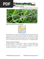 Ficha Técnica Del Pasto Imperial (Axonopus Scoparius, Hitchc) | PDF ...
