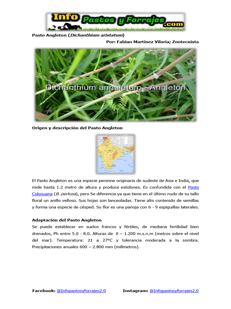 Ficha Técnica Del Pasto Angleton (Dichanthium Aristatum) | PDF | Pasto ...