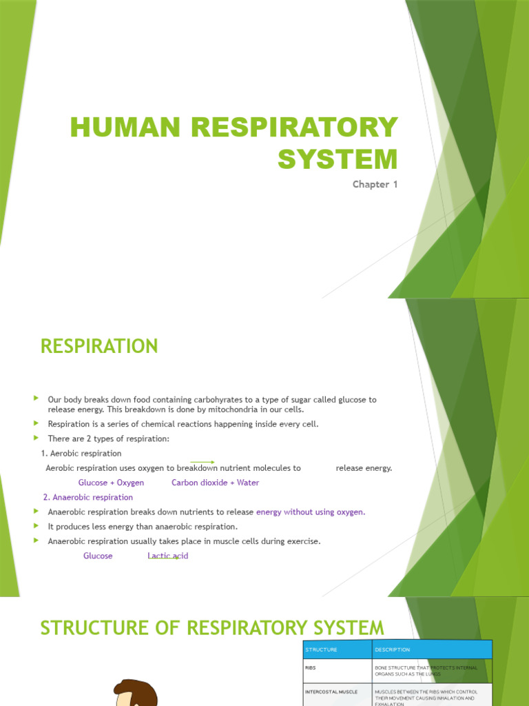 Human Respiratory System | PDF | Respiratory System | Blood