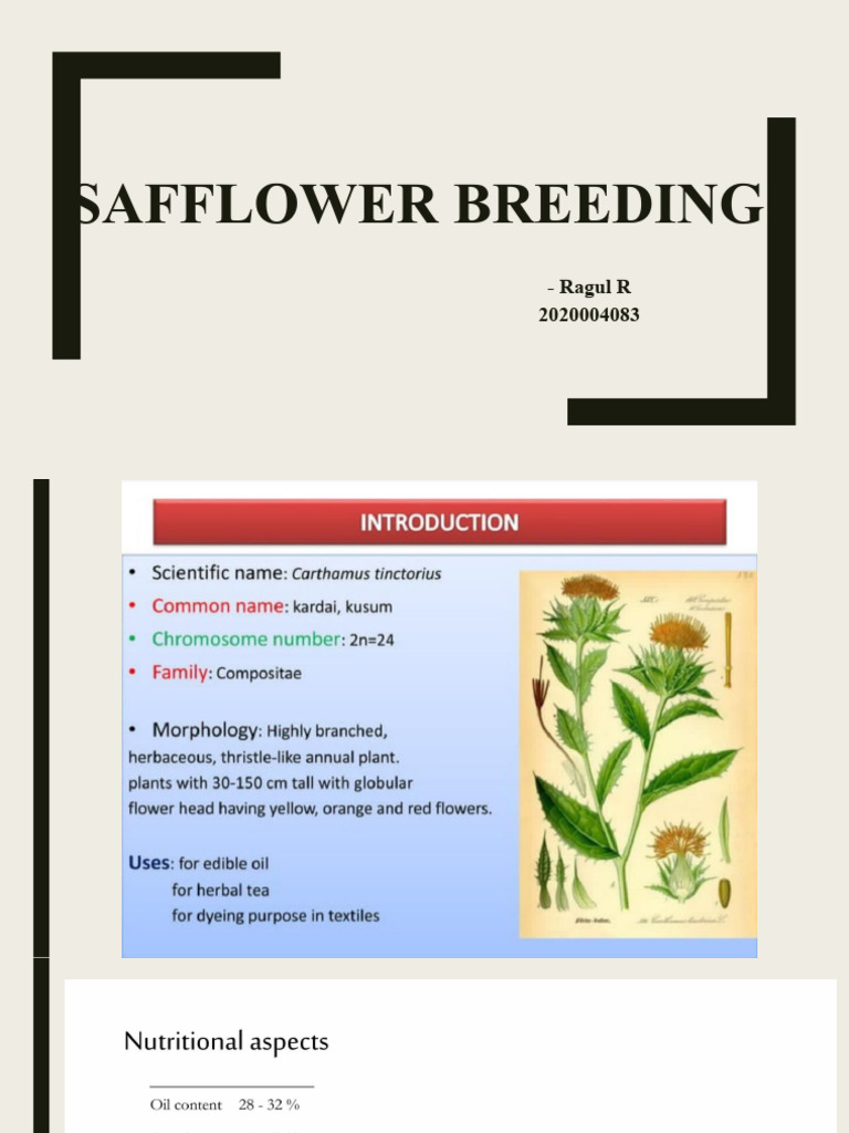 Safflower Breeding - 4083 Ragul R | PDF | Plant Breeding | Hybrid (Biology)