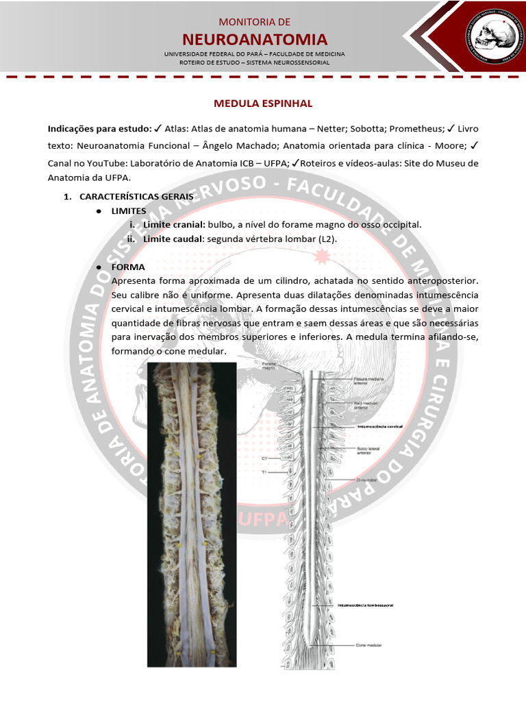 Roteiro Neuro 3 - Medula Espinhal (Atualizado) | PDF | Medula espinhal | Coluna vertebral
