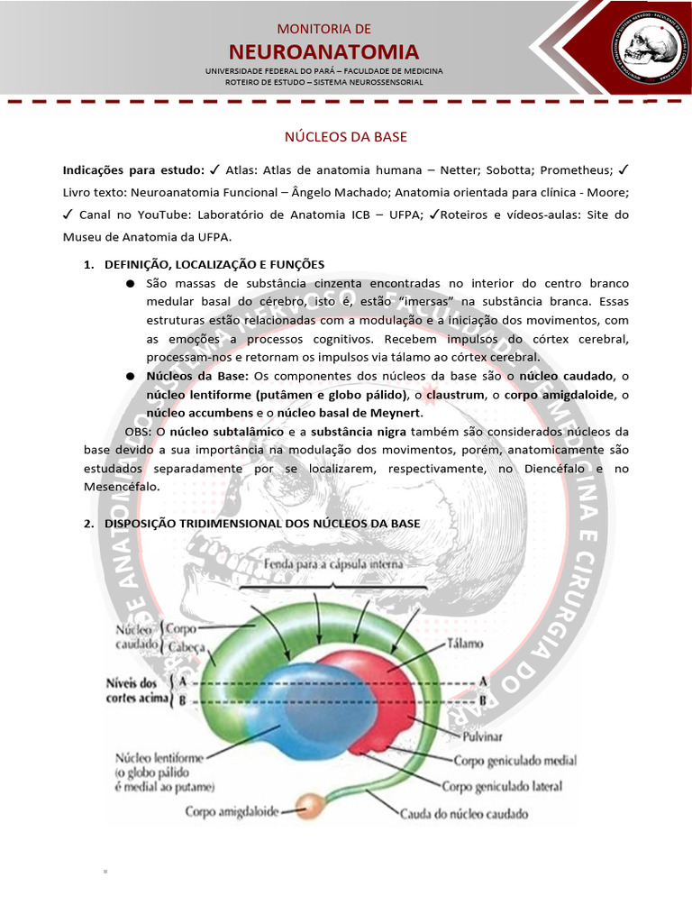 Roteiro Neuro 6 - Núcleos Da Base | PDF | Gânglios basais | Sistema límbico