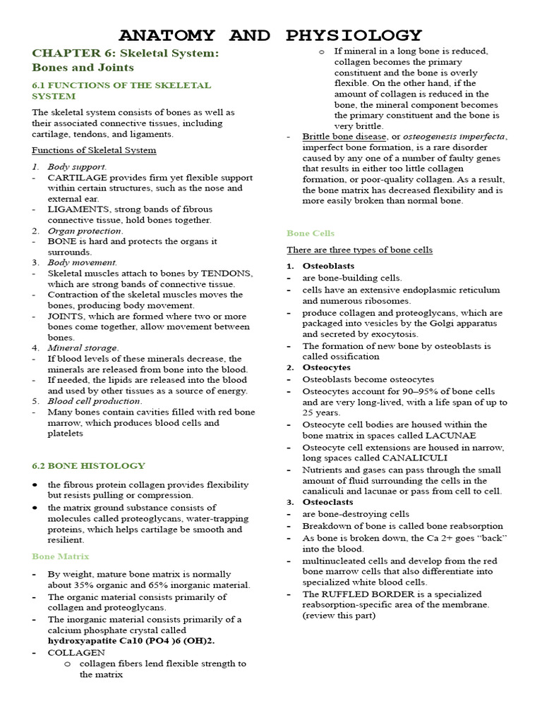 CHAPTER 6 ANAPHY Transes | PDF | Vertebra | Bone