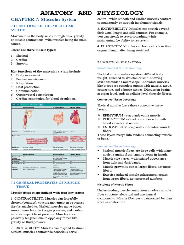 Muscular System Anatomy and Functions | PDF | Muscle Contraction ...
