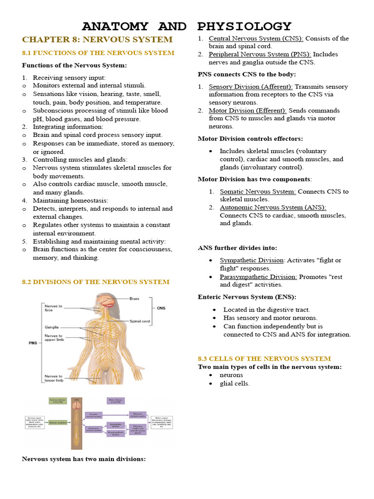 CHAPTER 8 ANAPHY Transes | PDF | Action Potential | Autonomic Nervous ...
