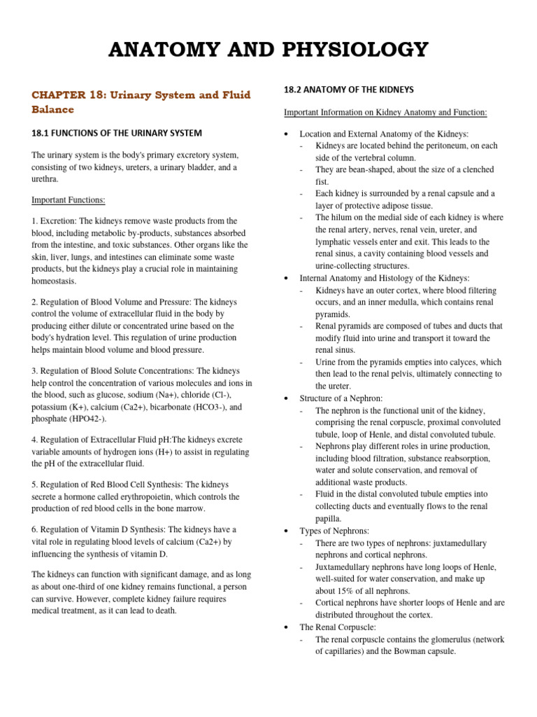 Chapter 18 Anaphy Transes | PDF | Kidney | Human Body