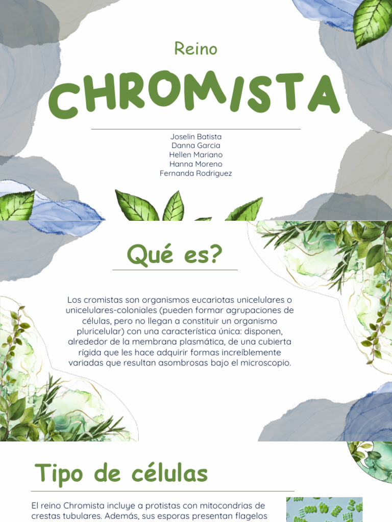 Reino Chromista | PDF