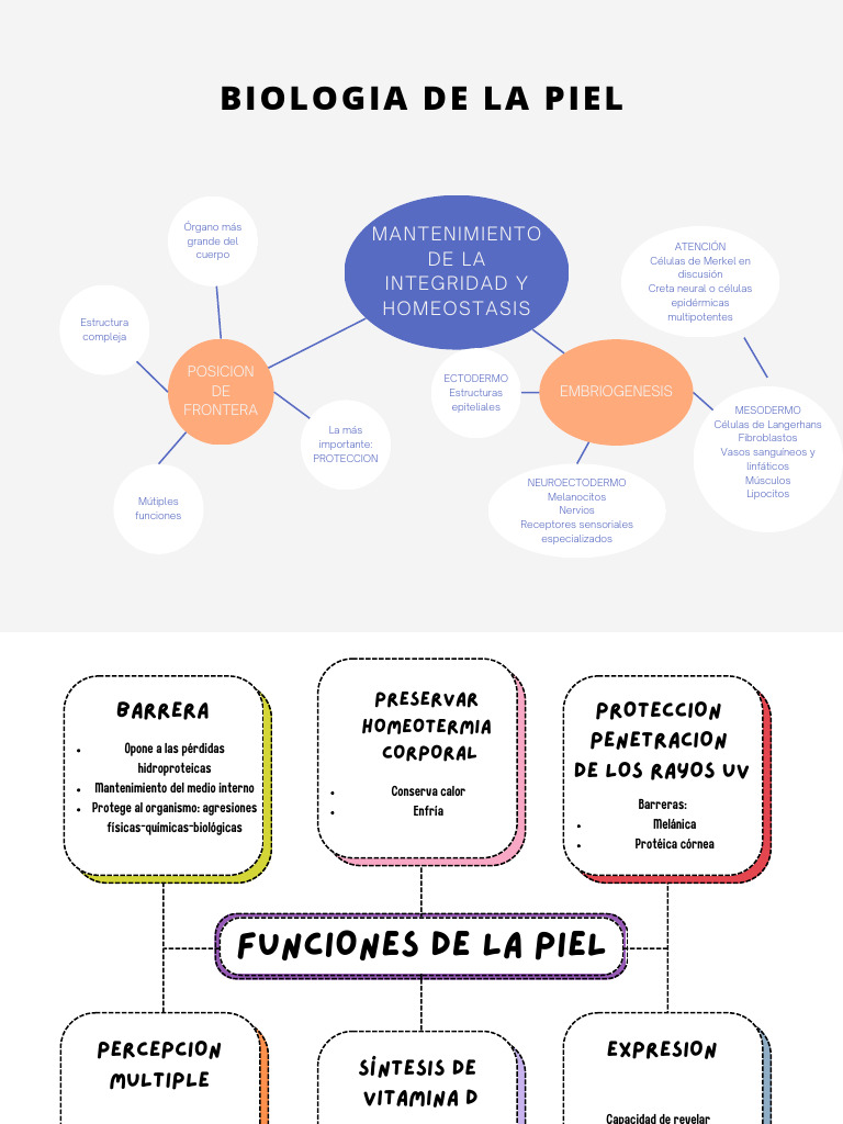MAPA CONCEPTUAL Cáps. 1,2,3 y 4 | PDF | Piel | Epidermis