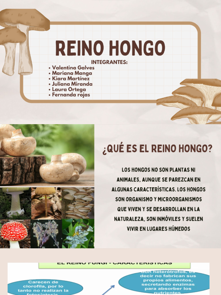 Reino Fungi | PDF
