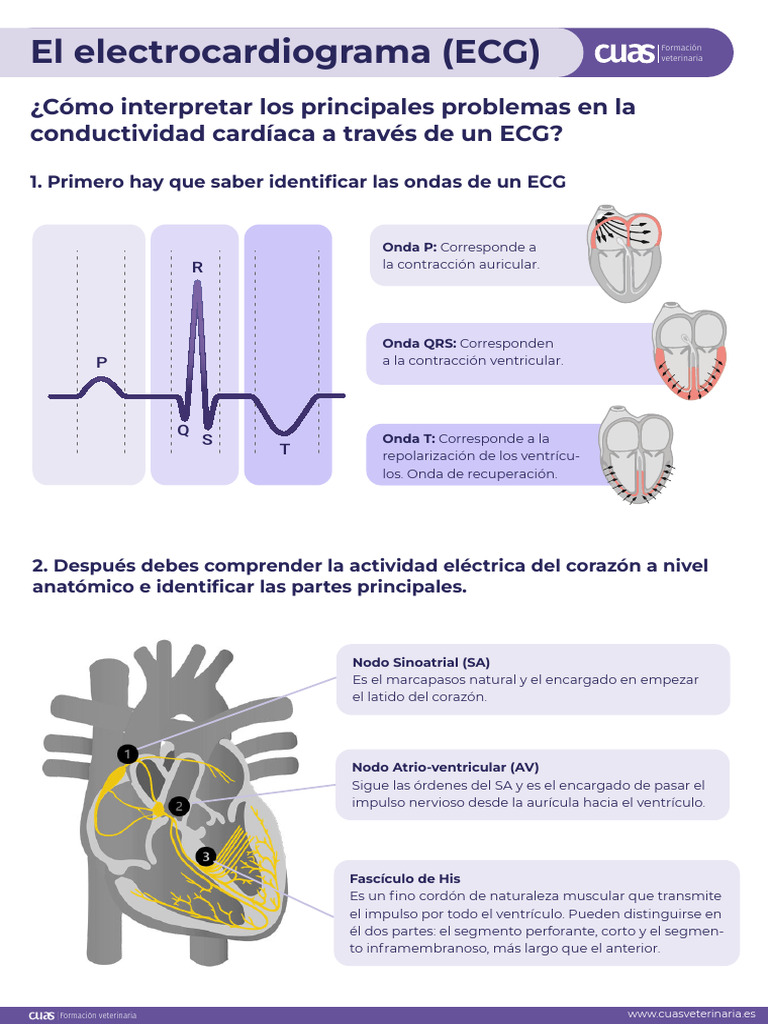ECG Premium | PDF | Electrocardiografia | Anatomía humana