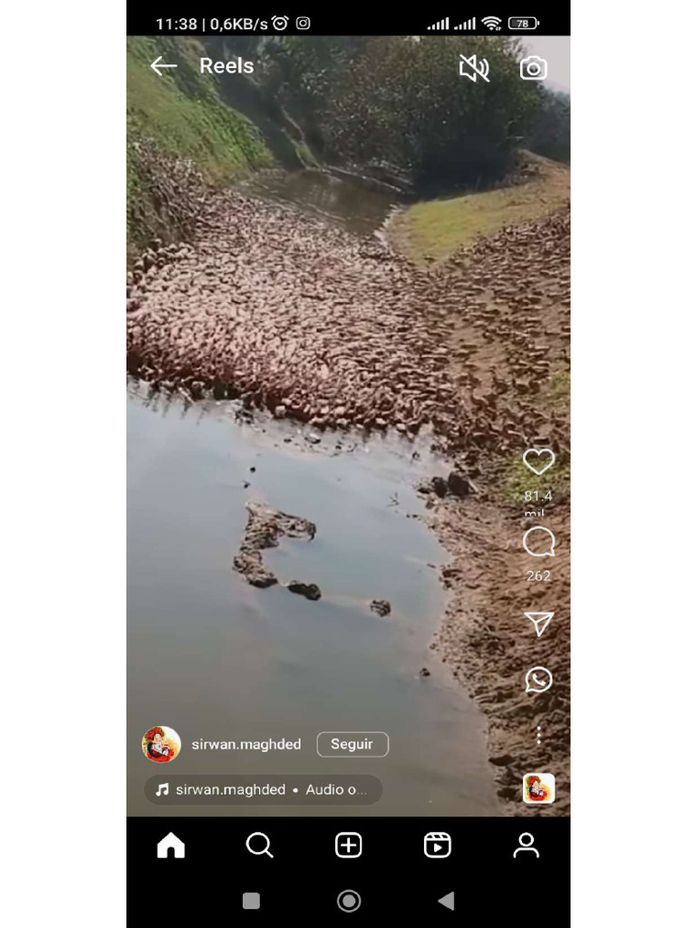 Sapos Dormidos | PDF