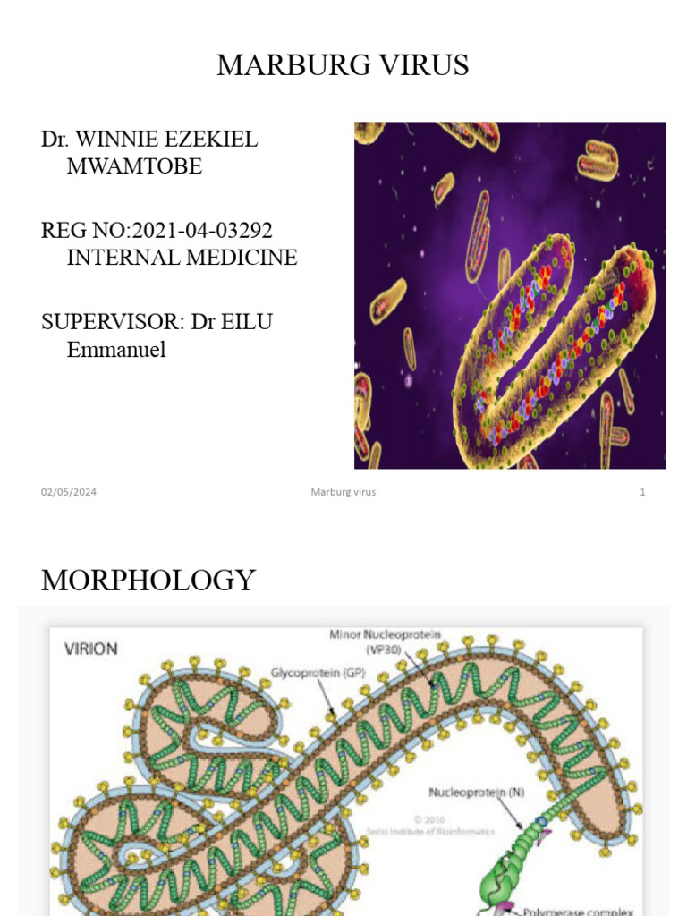 Marburg Virus-Dr Winnie | PDF | Inflammation | Macrophage