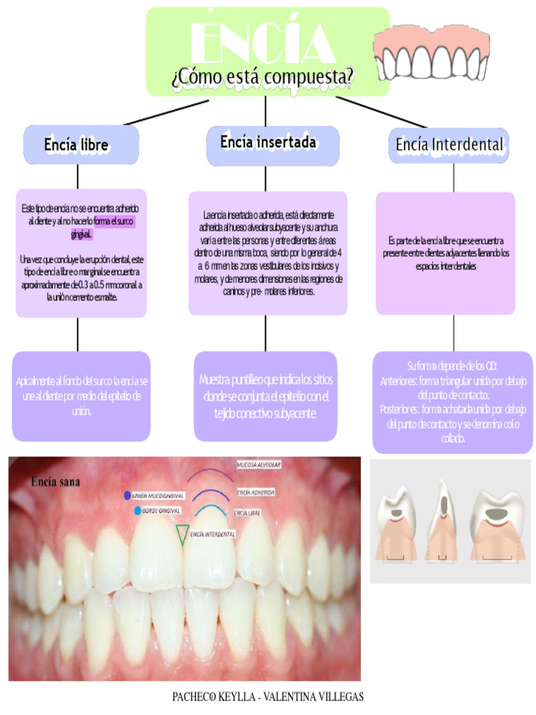 Mapa Conceptual Encía | PDF | Diente | Anatomía
