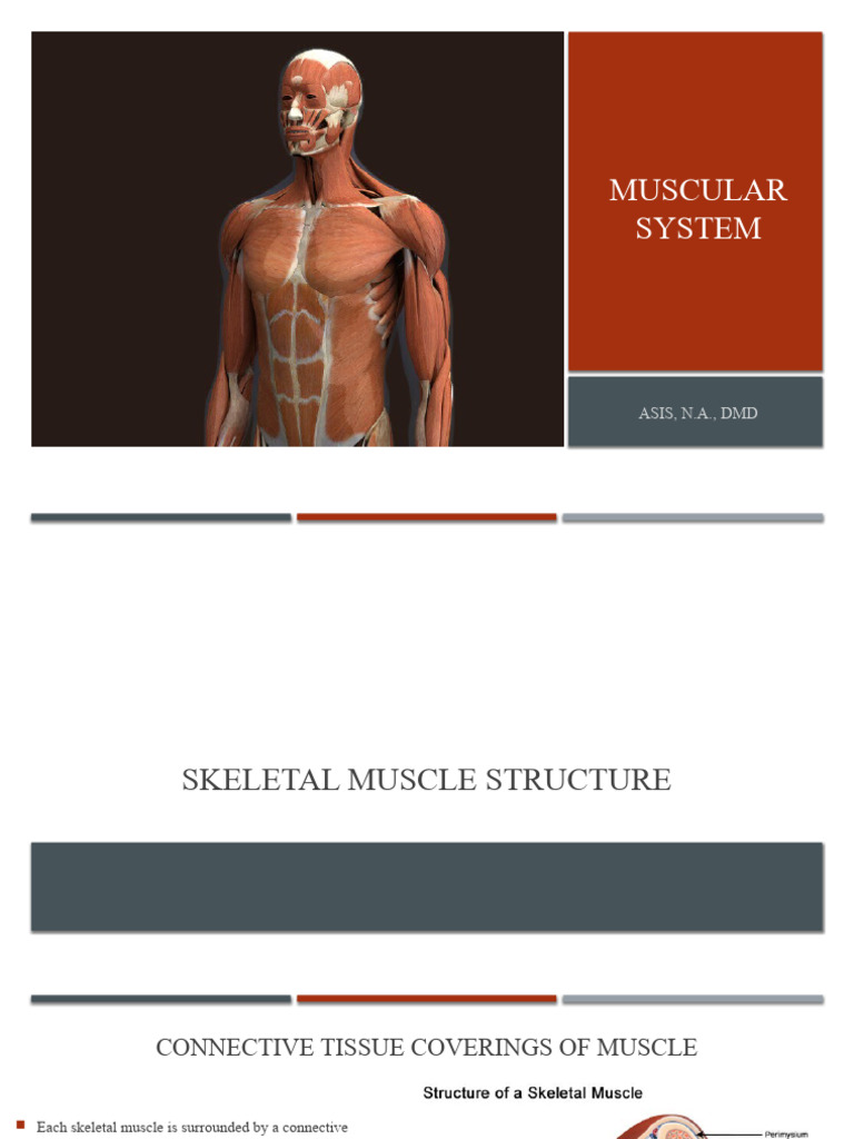 Muscular System - 2 | Download Free PDF | Human Leg | Muscle Contraction