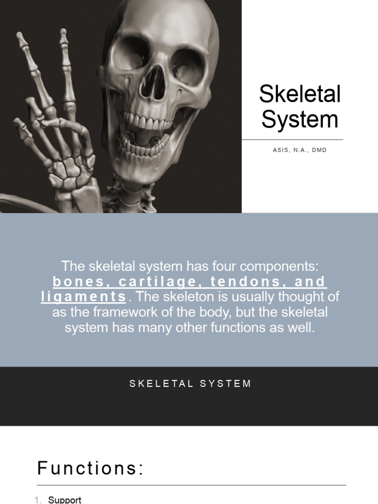 Skeletal System | PDF | Vertebra | Vertebral Column