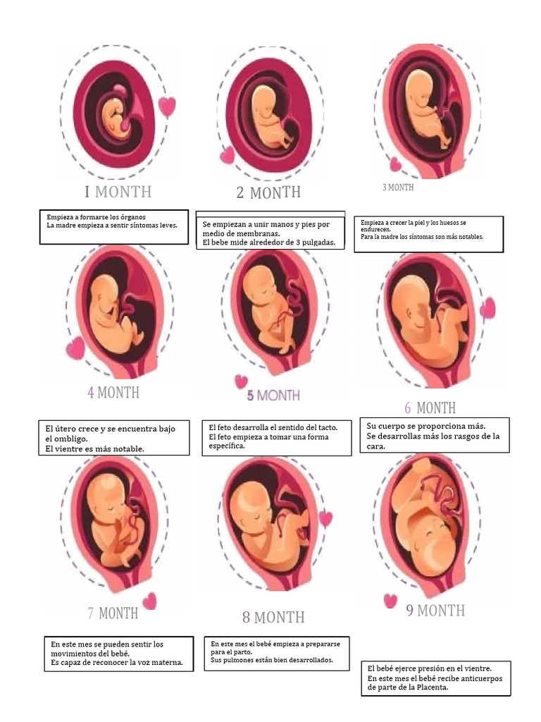 Actividad Desarrollo Fetal | PDF