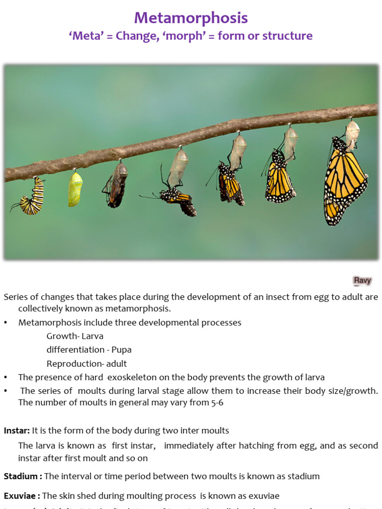 Metamorphosis and Diapauses in Insects Types of Larvae and Pupae | PDF ...