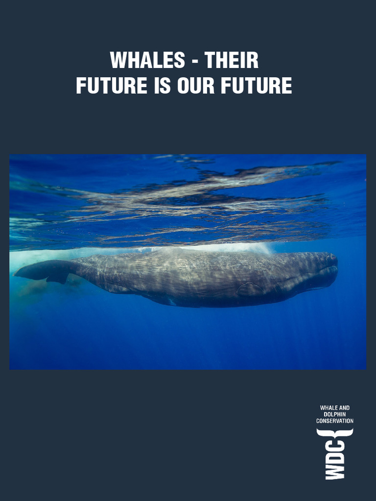 2021 WDC Report Whales Their Future Is Our Future | PDF | Phytoplankton ...