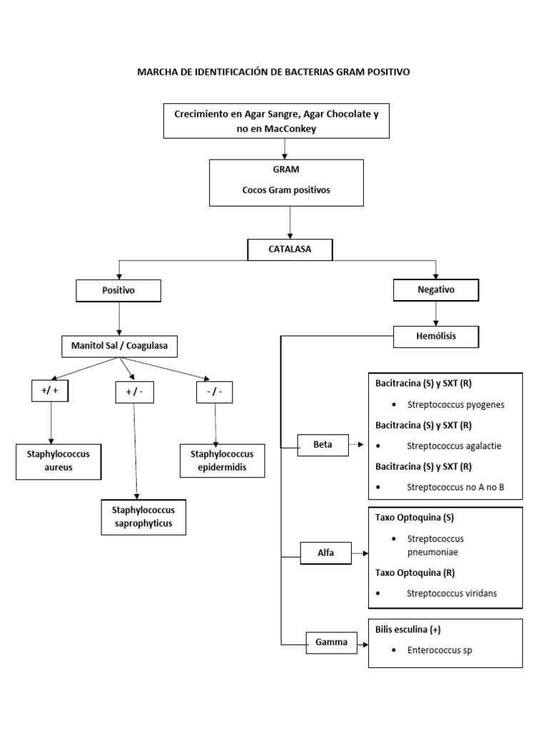 Marcha de Identificación de Bacterias Gram Positivo | PDF
