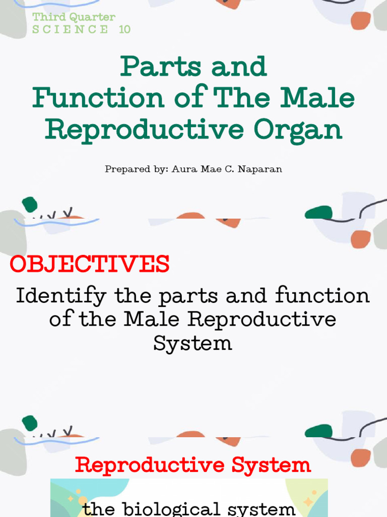 Parts and Functions of Male Reproductive Organ1!31!24 | PDF ...