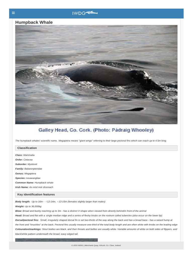 Humpback Whale Profile | PDF | Marine Vertebrates | Aquatic Mammals