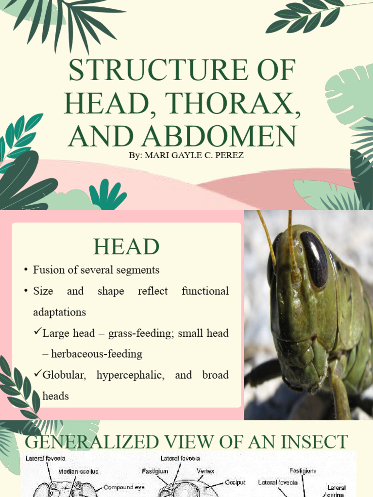 Perez - Structure of Head, Thorax and Abdomen | PDF