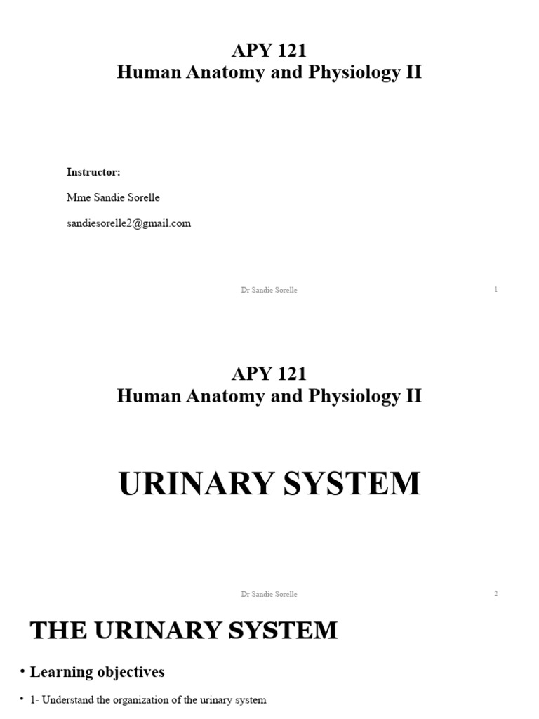 Apy 121 Urinary System | PDF | Kidney | Physiology