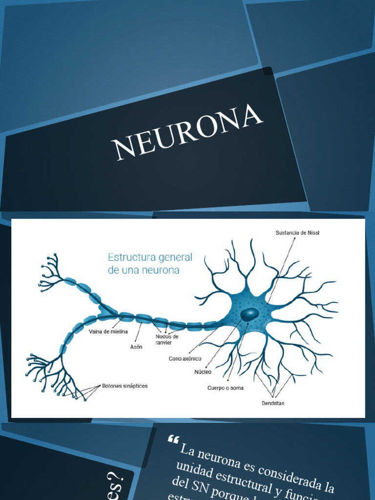 Estructura y Función de la Neurona | PDF | Neuroanatomía | Tejido ...