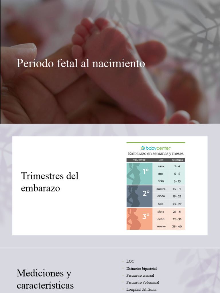 Periodo Fetal Al Nacimiento | PDF | Feto | Tejido adiposo
