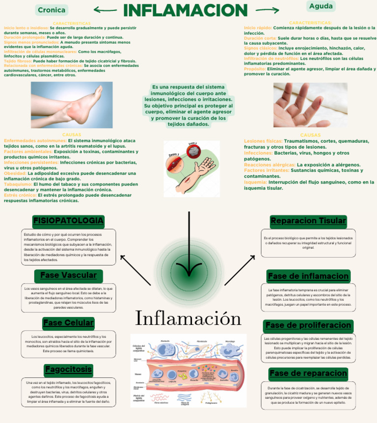 Mapa Mental Inflamacion | PDF | Inflamación | Sistema inmune