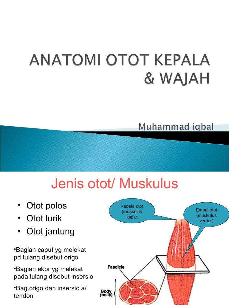 PDF Anatomi Otot Wajah - Compress | PDF