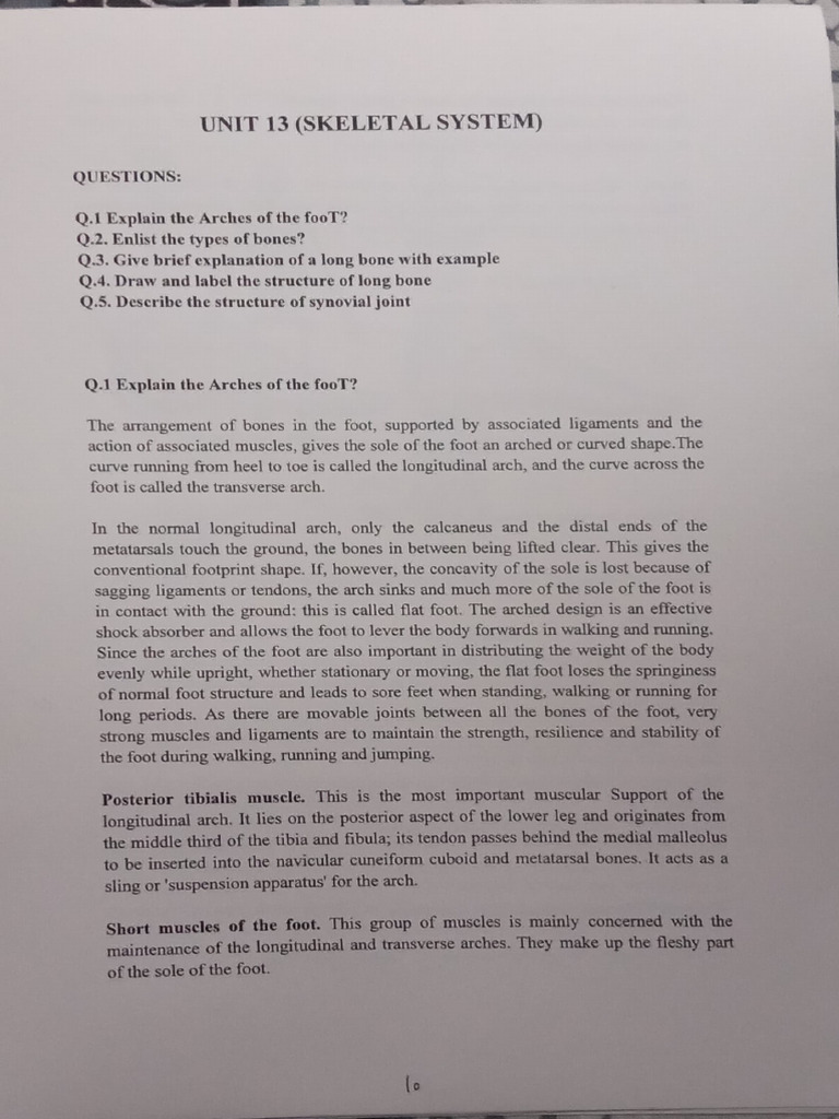 Anatomy Skeletal System Notes | PDF | Foot | Bone