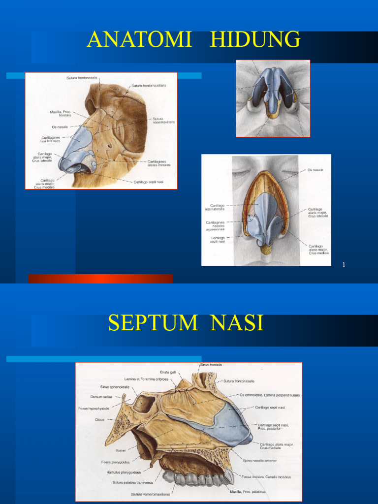 Anatomi Hidung & Kasus Serta Penatalaksanaan | PDF